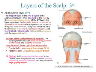 Anatomy of the Scalp | PPTX