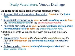 Anatomy of the Scalp | PPTX