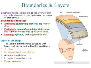 Anatomy of the Scalp | PPT