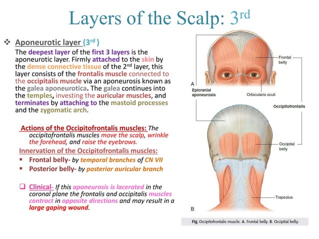 Anatomy of the Scalp | PPT