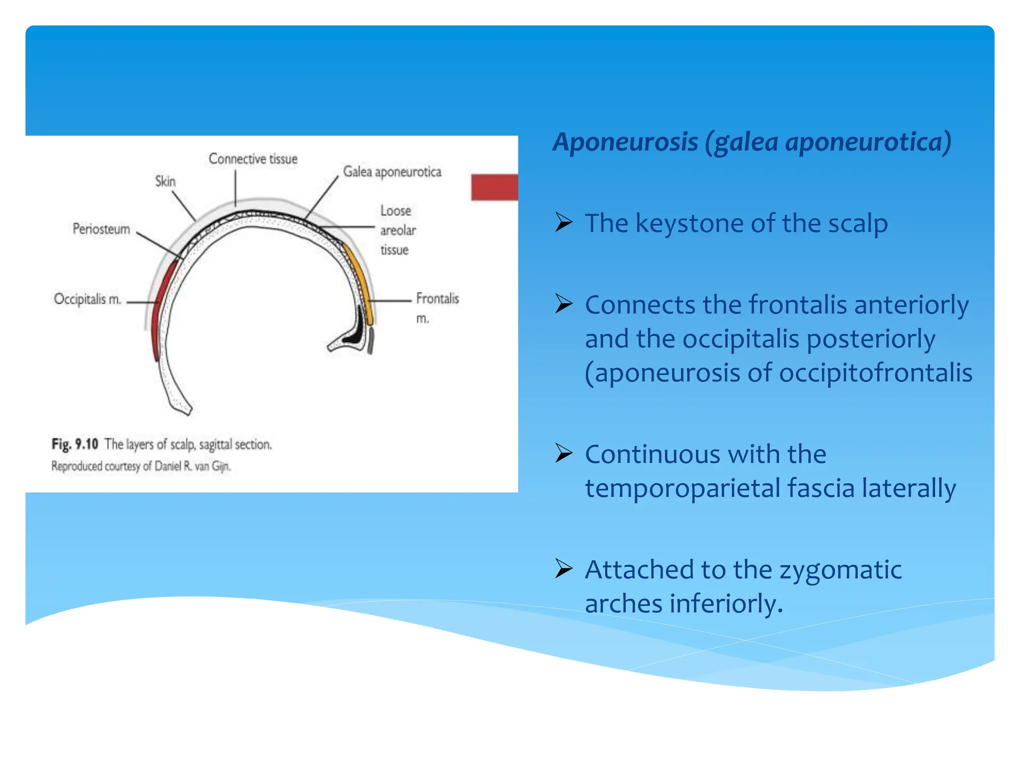 Scalp the anatomy and its applied aspects.pptx