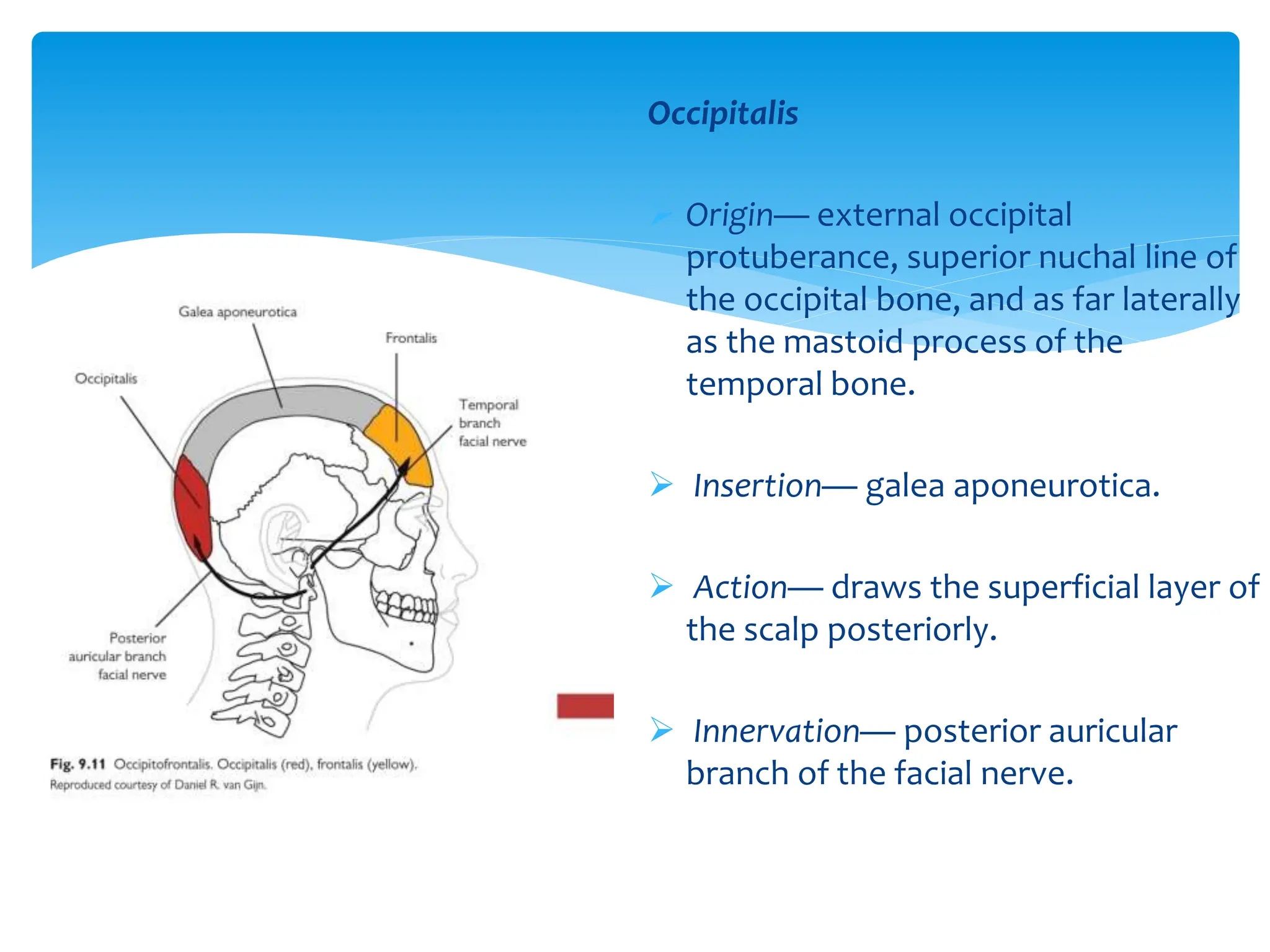 Scalp the anatomy and its applied aspects.pptx