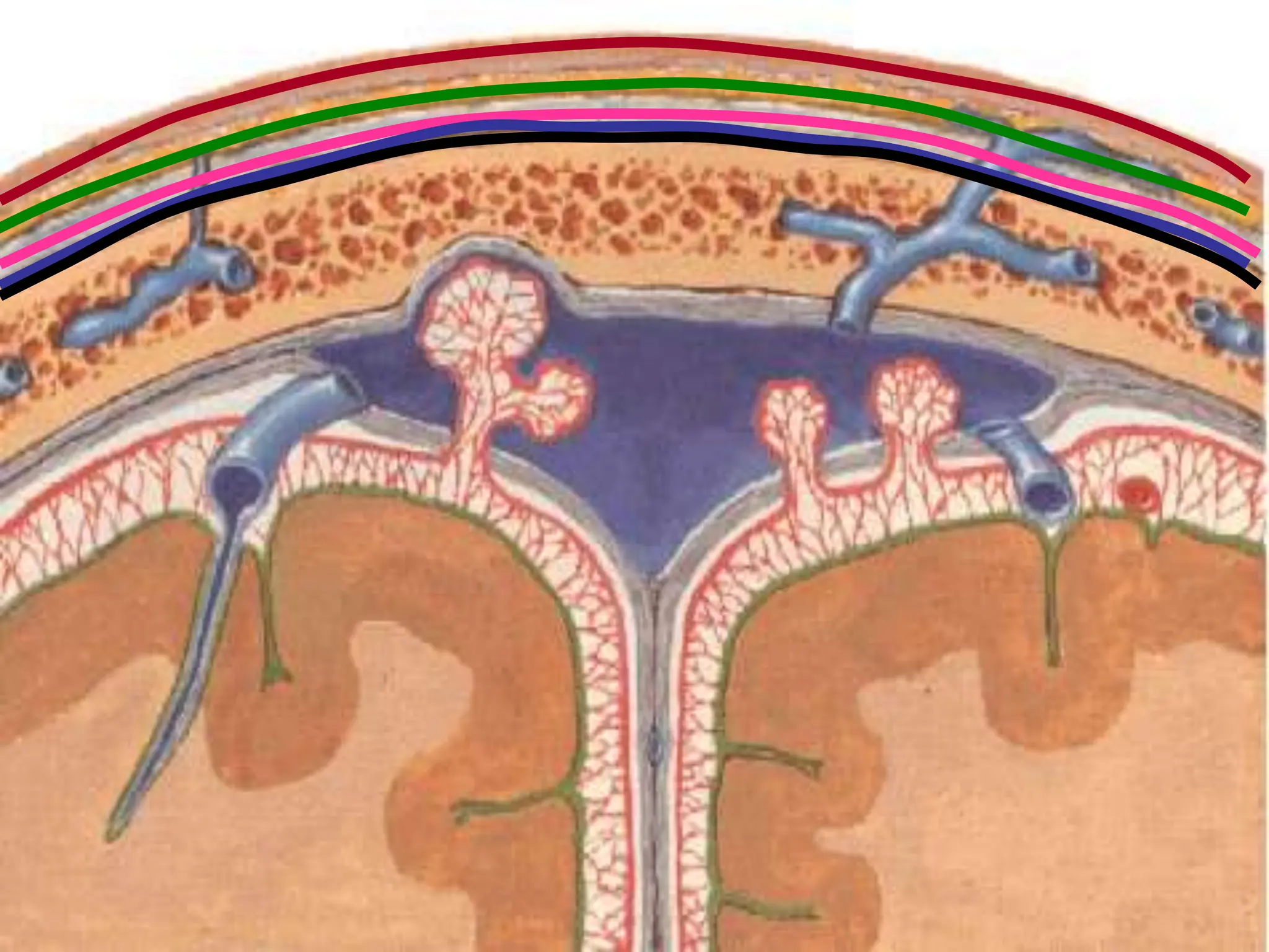Anatomy of SCALP and its blood and nerve supply.ppt