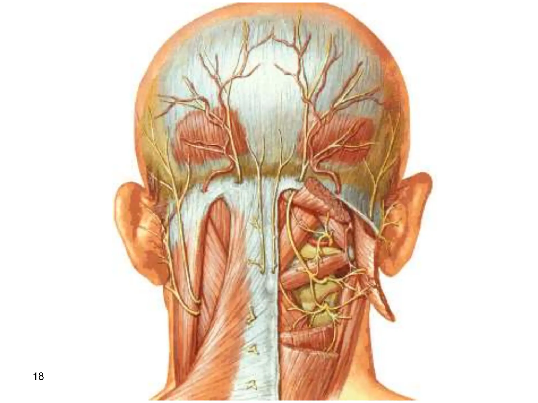 Anatomy of SCALP and its blood and nerve supply.ppt