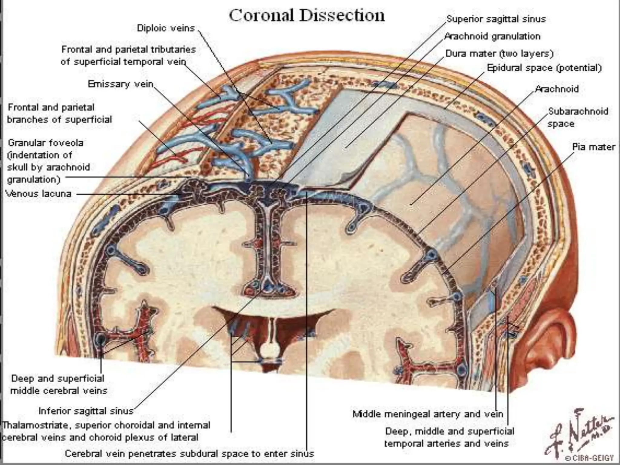 Anatomy of SCALP and its blood and nerve supply.ppt