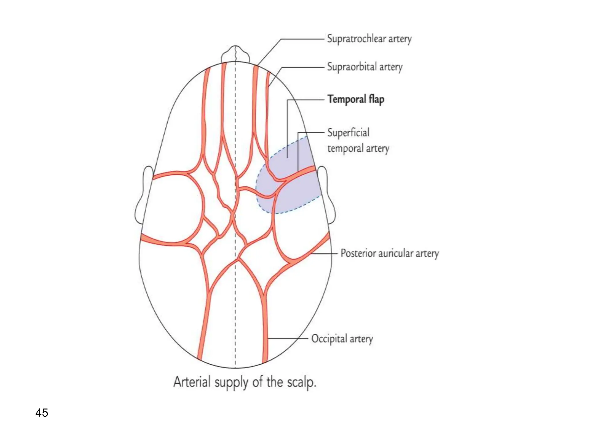 Anatomy of SCALP and its blood and nerve supply.ppt