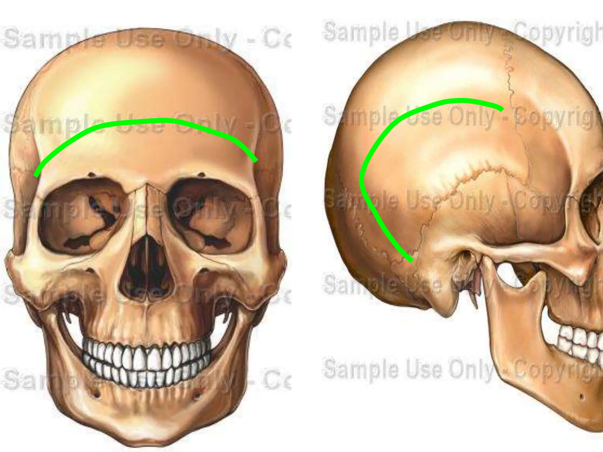 Anatomy of SCALP and its blood and nerve supply.ppt