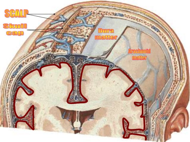Anatomy of SCALP and its blood and nerve supply.ppt