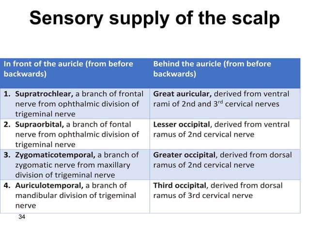 Anatomy of SCALP and its blood and nerve supply.ppt