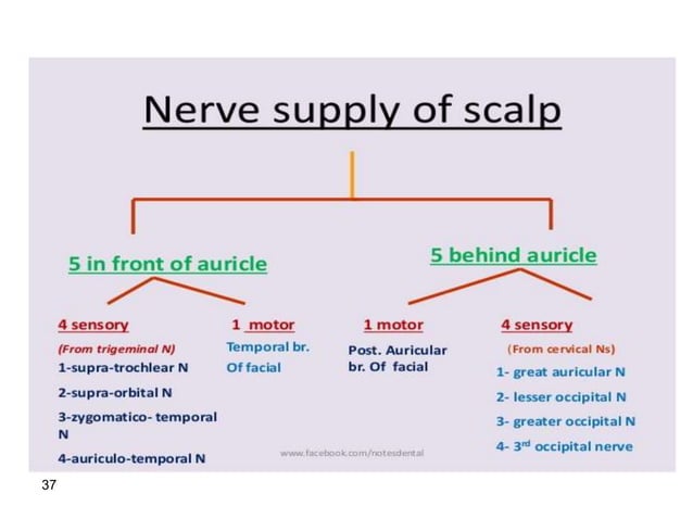 Anatomy of SCALP and its blood and nerve supply.ppt