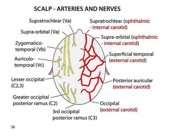 Anatomy of SCALP and its blood and nerve supply.ppt