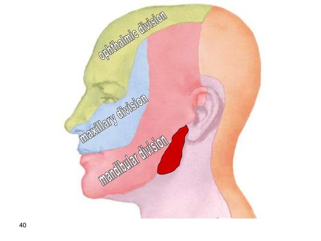 Anatomy of SCALP and its blood and nerve supply.ppt