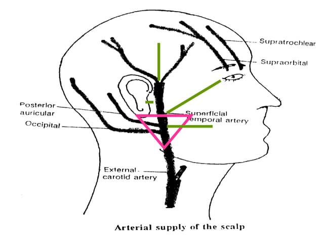 Anatomy of SCALP and its blood and nerve supply.ppt