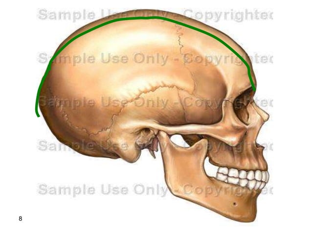 Anatomy of SCALP and its blood and nerve supply.ppt