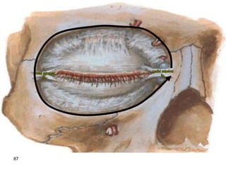 Anatomy of SCALP and its blood and nerve supply.ppt
