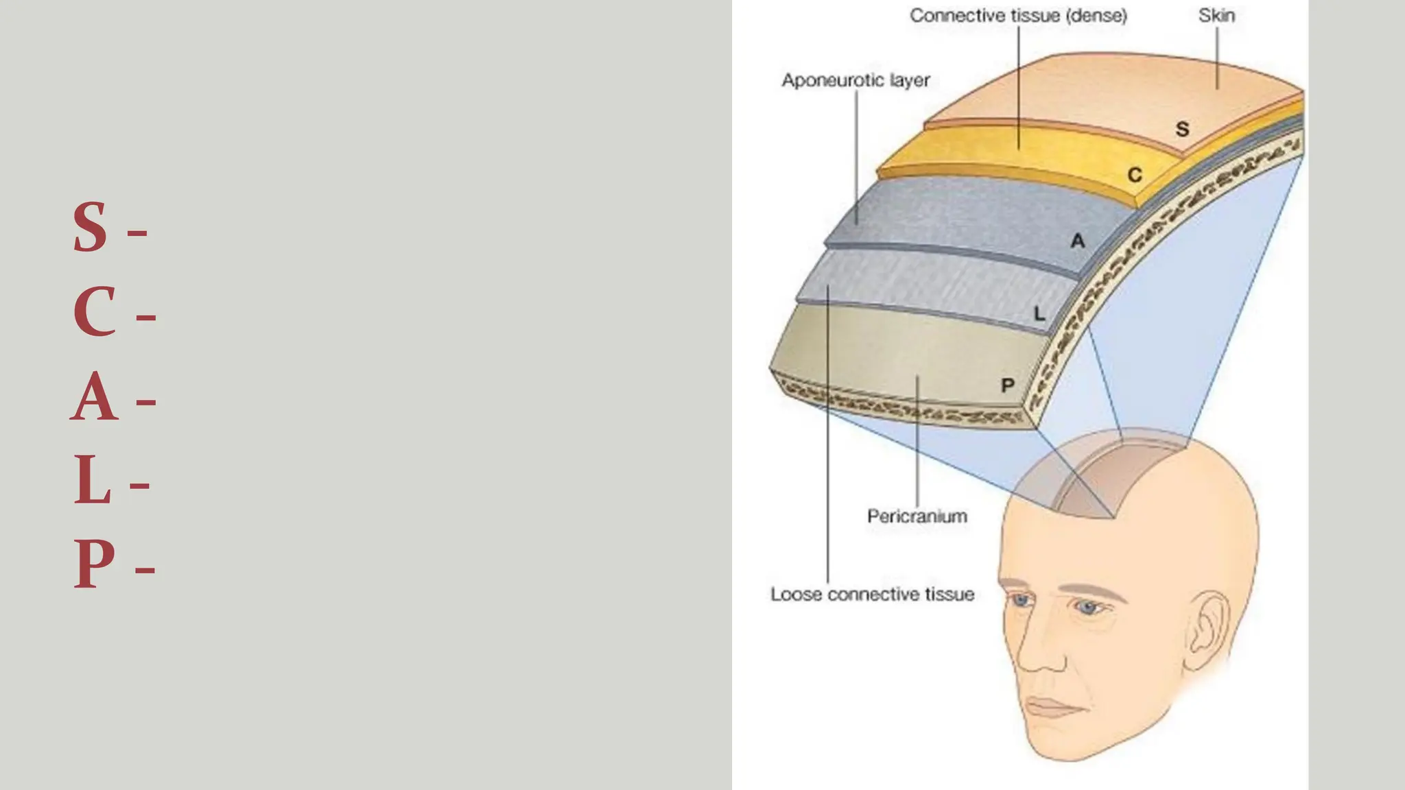 Scalp Pdf All The Information Layers Of Scalp Ppt