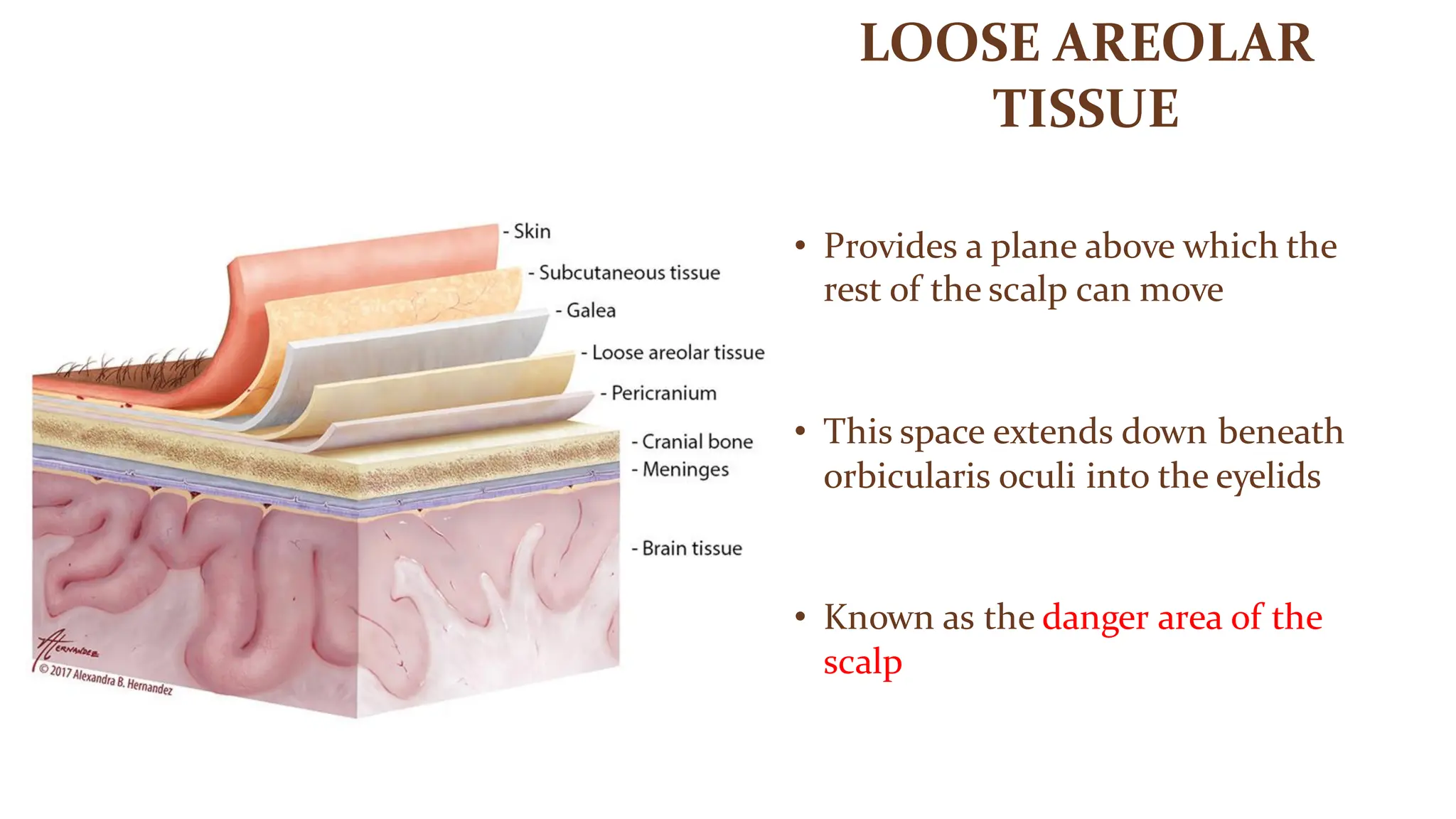 Scalp Pdf All The Information Layers Of Scalp Ppt