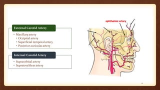 Scalp.pdf all the information...layers of scalp | PPT