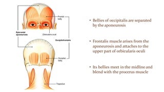 Scalp.pdf all the information...layers of scalp | PPT