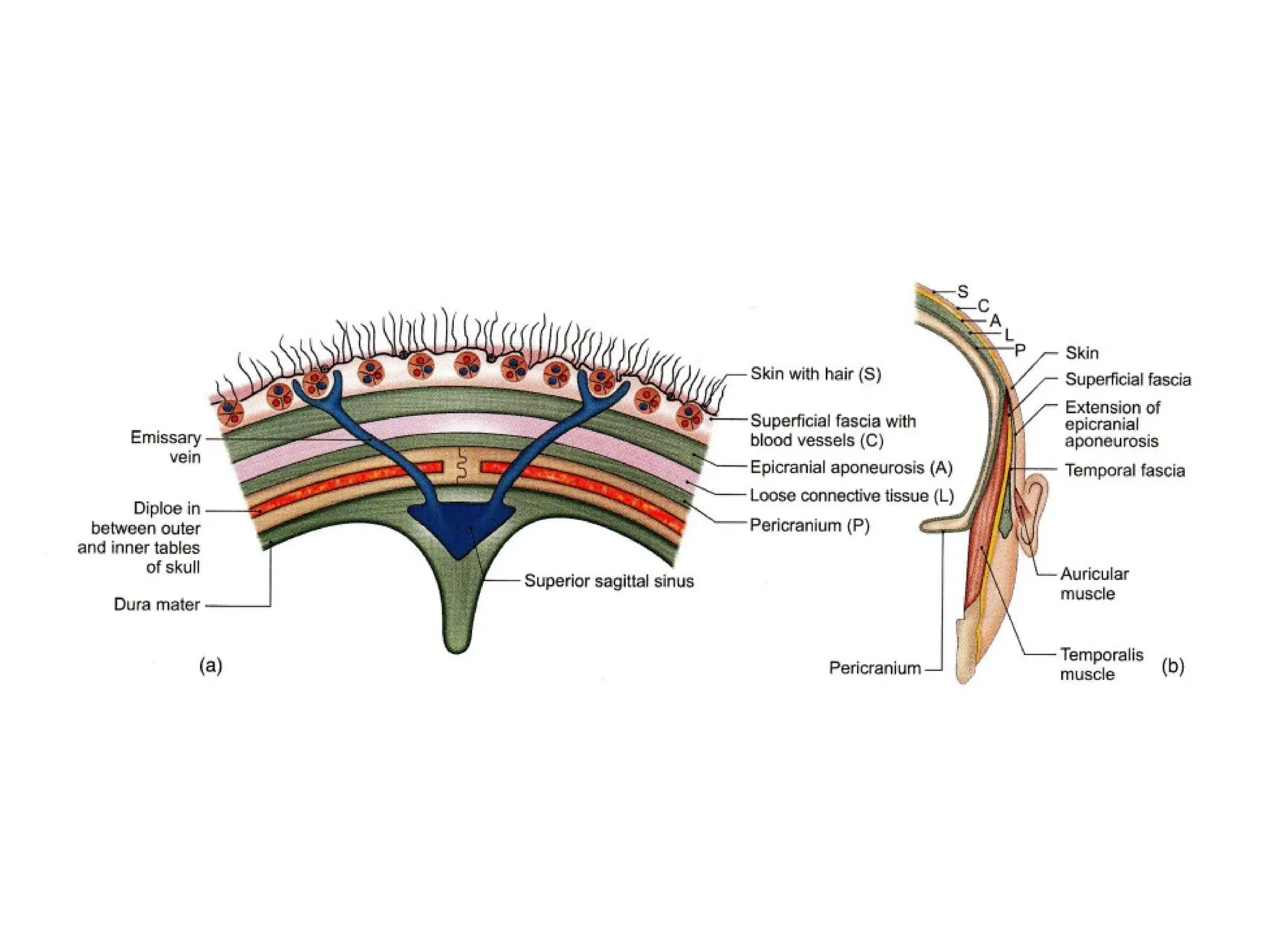 SCALP ITS LAYERS, BLOOD AND NERVE SUPPLY.pptx