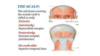 Scalp anatomy for medical students .pptx