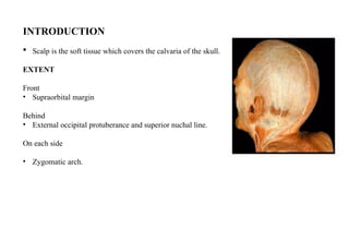 is the soft tissue which covers the calvaria of the skullpptx | PPTX