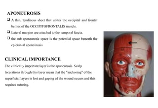 is the soft tissue which covers the calvaria of the skullpptx | PPTX