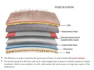 CLINICAL ANATOMY of SCALP . ppt | PPT