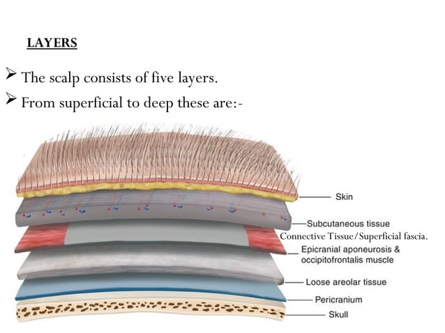 CLINICAL ANATOMY of SCALP . ppt | PPT