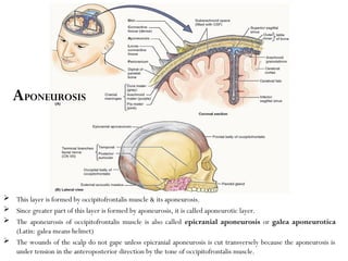 CLINICAL ANATOMY of SCALP . ppt | PPT