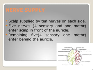 scalp with its nerve supply and it's layers | PPTX