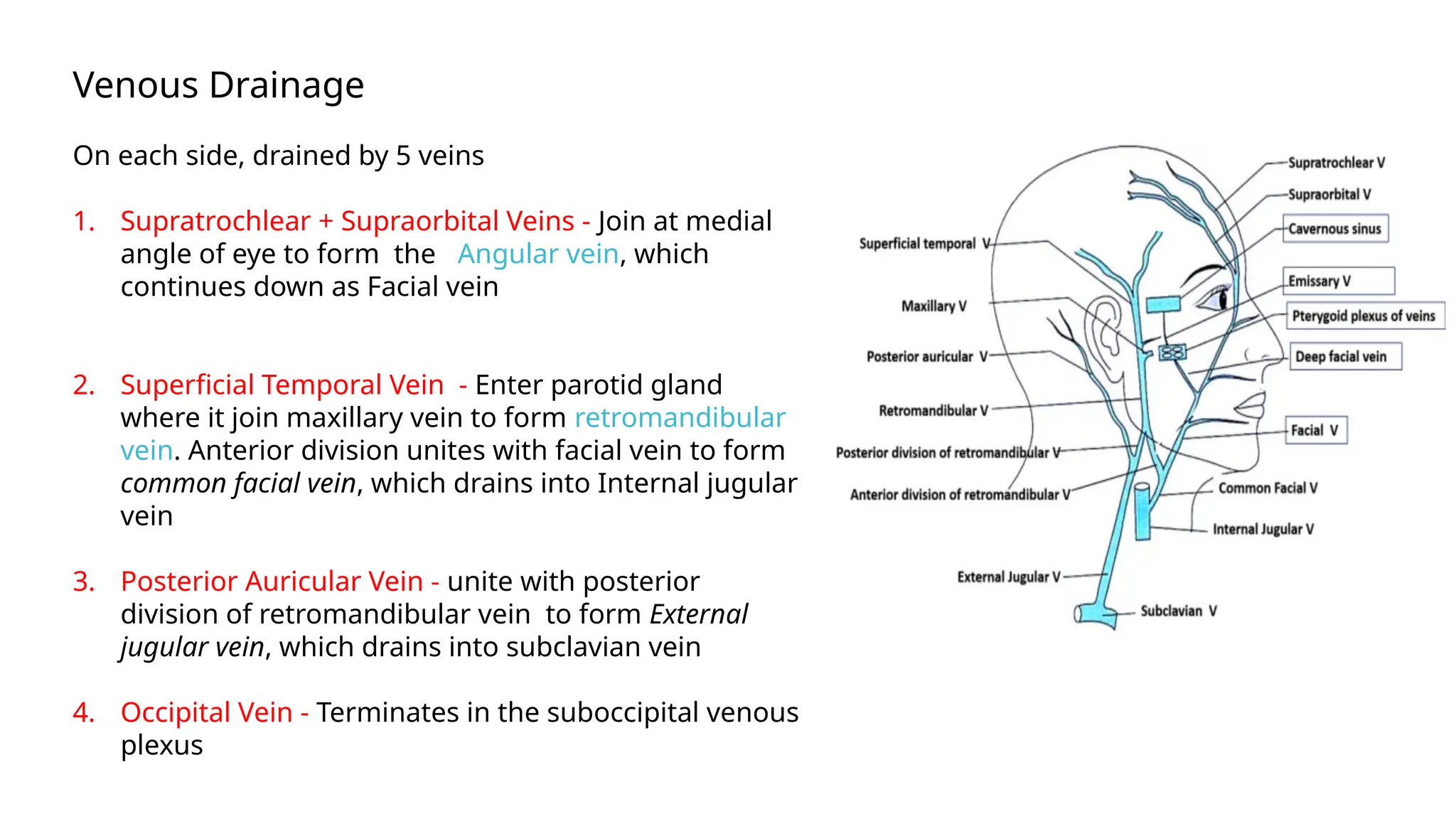 scalp anatomy -layers and applied aspects | PPTX