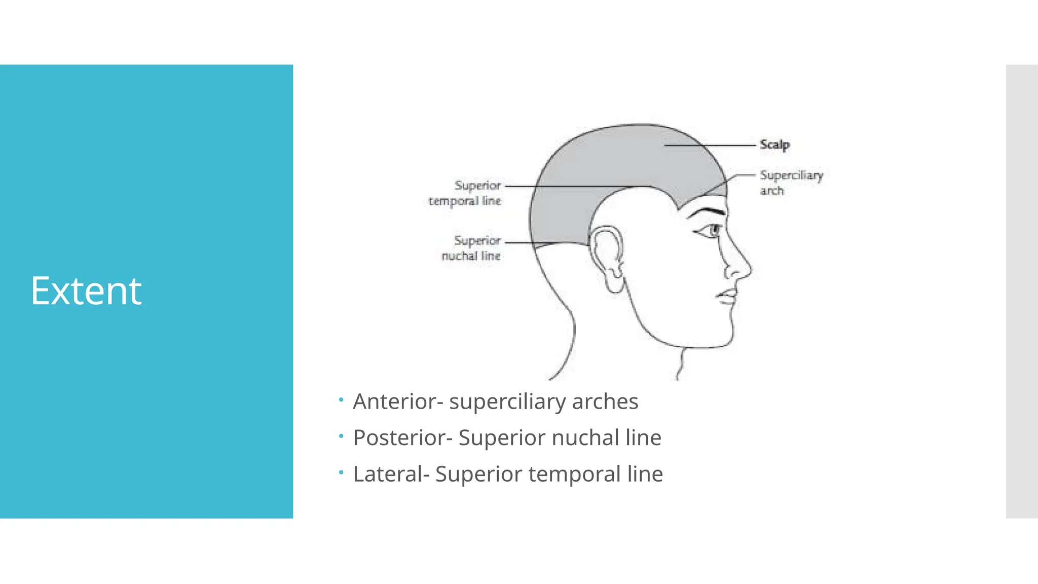 scalp anatomy -layers and applied aspects | PPTX