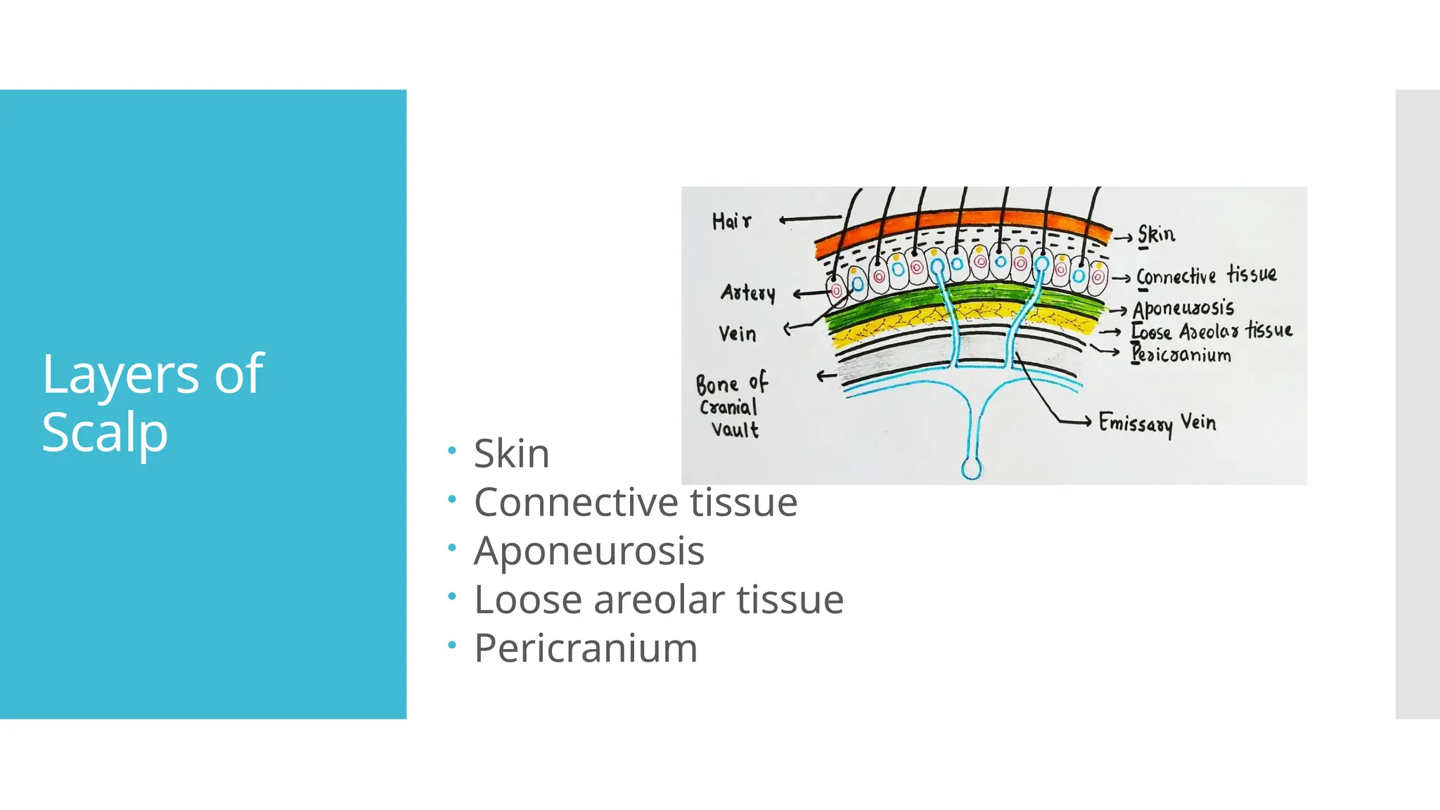scalp anatomy -layers and applied aspects | PPTX