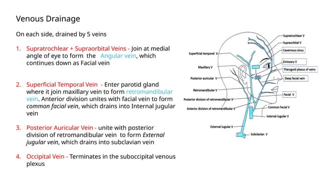 scalp anatomy -layers and applied aspects | PPT