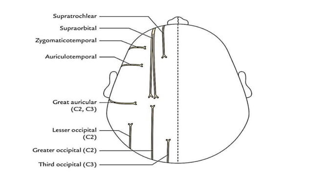 scalp anatomy -layers and applied aspects | PPT