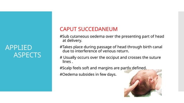 scalp anatomy -layers and applied aspects | PPTX