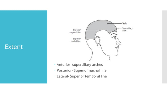scalp anatomy -layers and applied aspects | PPT