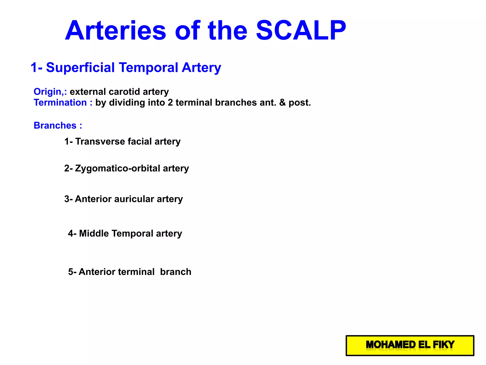 Anatomy of scalp | PDF