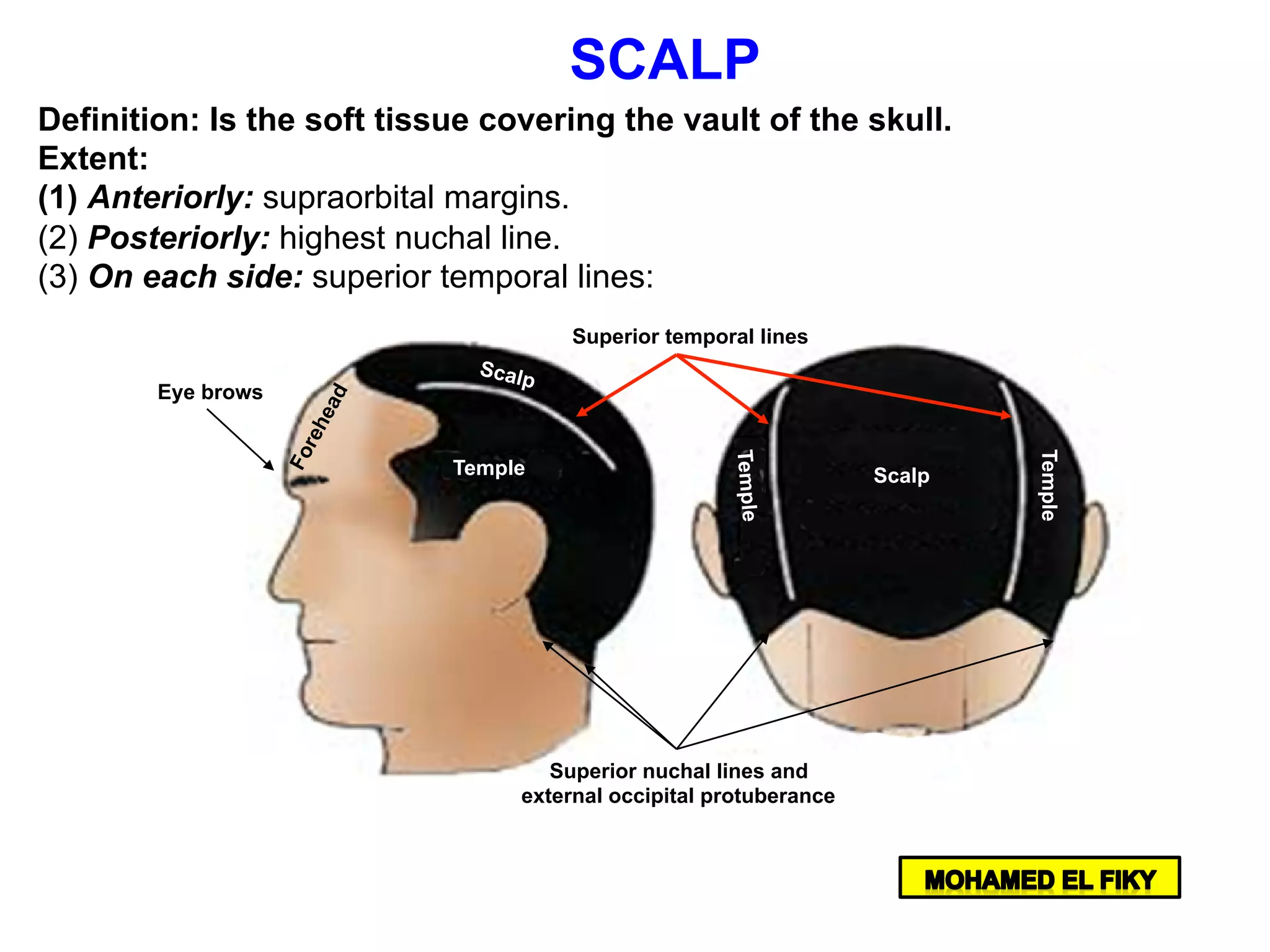 Anatomy of scalp | PDF