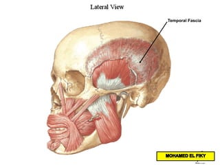 Anatomy of scalp | PDF