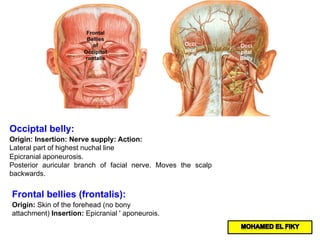 Anatomy of scalp | PDF | Ear, Nose and Throat Conditions | Diseases and ...