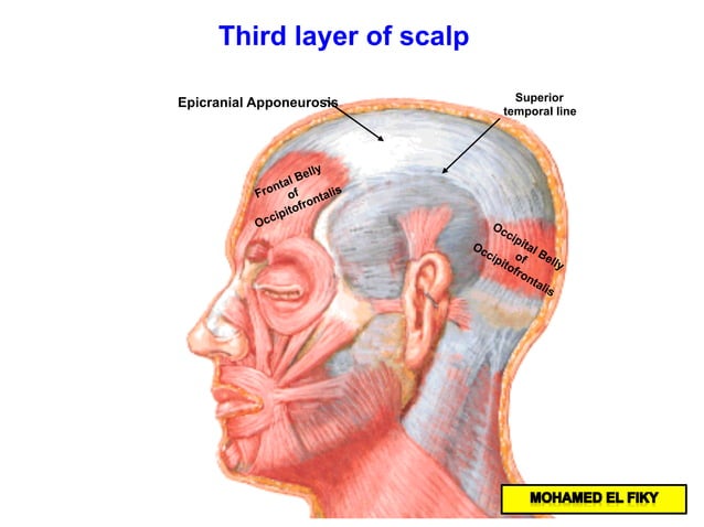 Anatomy of scalp