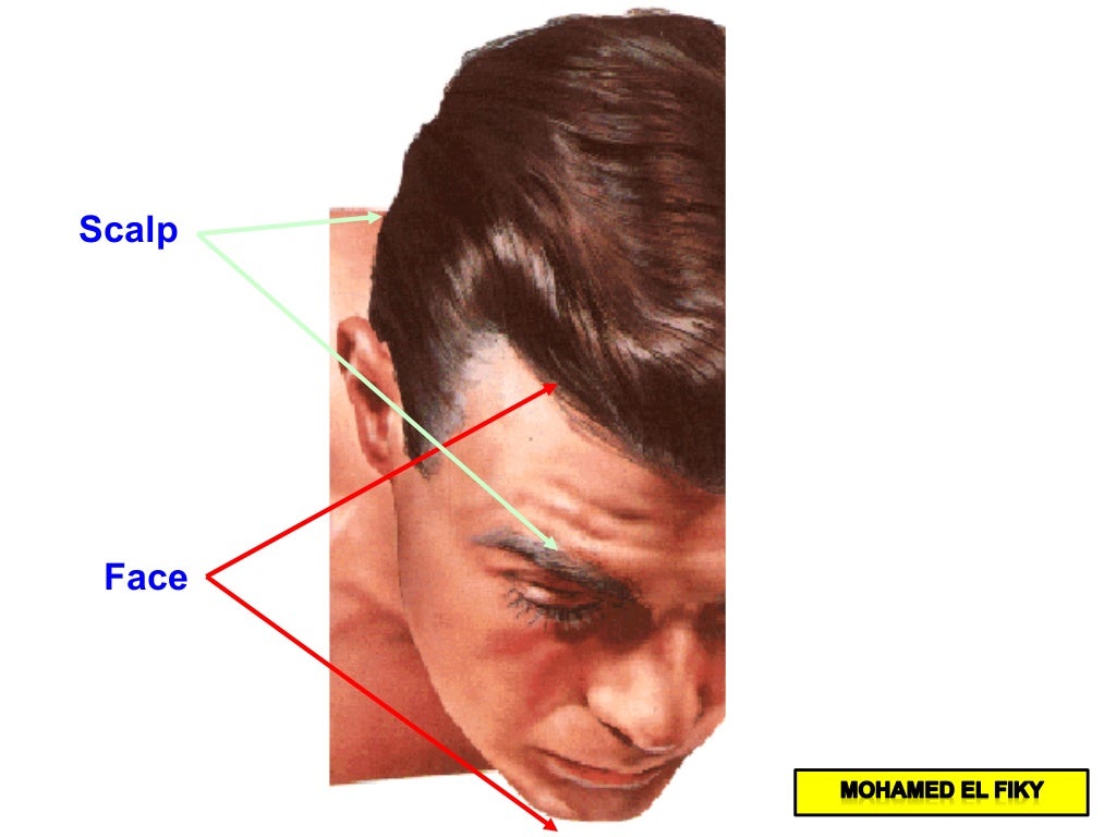 Anatomy of scalp