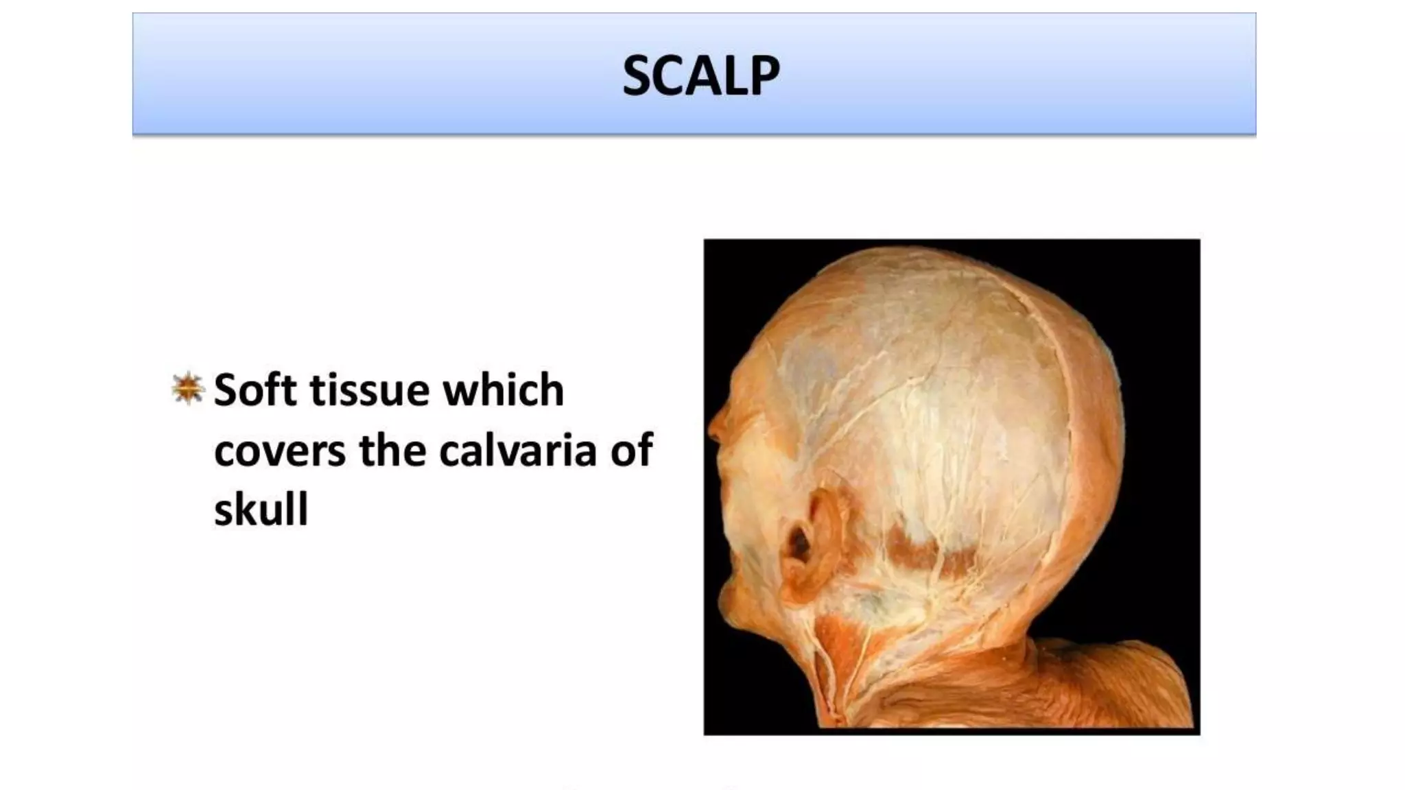 Scalp Anatomy - Dr. Rahul Singh Thakur | PPT