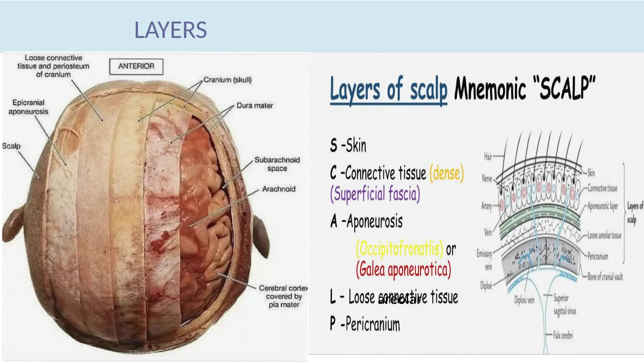 scalp-anatomy presentation bds first year | PPTX