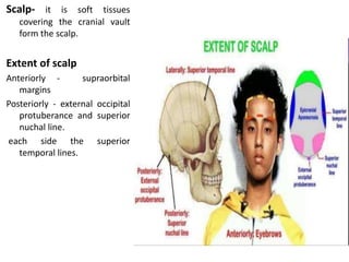 Scalp[1] | PPTX | Ear, Nose and Throat Conditions | Diseases and Conditions