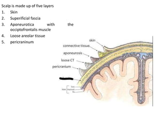 Scalp[1] | PPTX | Ear, Nose and Throat Conditions | Diseases and Conditions
