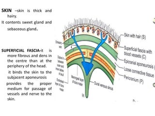 Scalp[1] | PPTX | Ear, Nose and Throat Conditions | Diseases and Conditions
