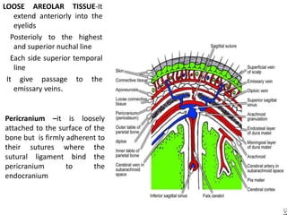 Scalp[1] | PPTX | Ear, Nose and Throat Conditions | Diseases and Conditions